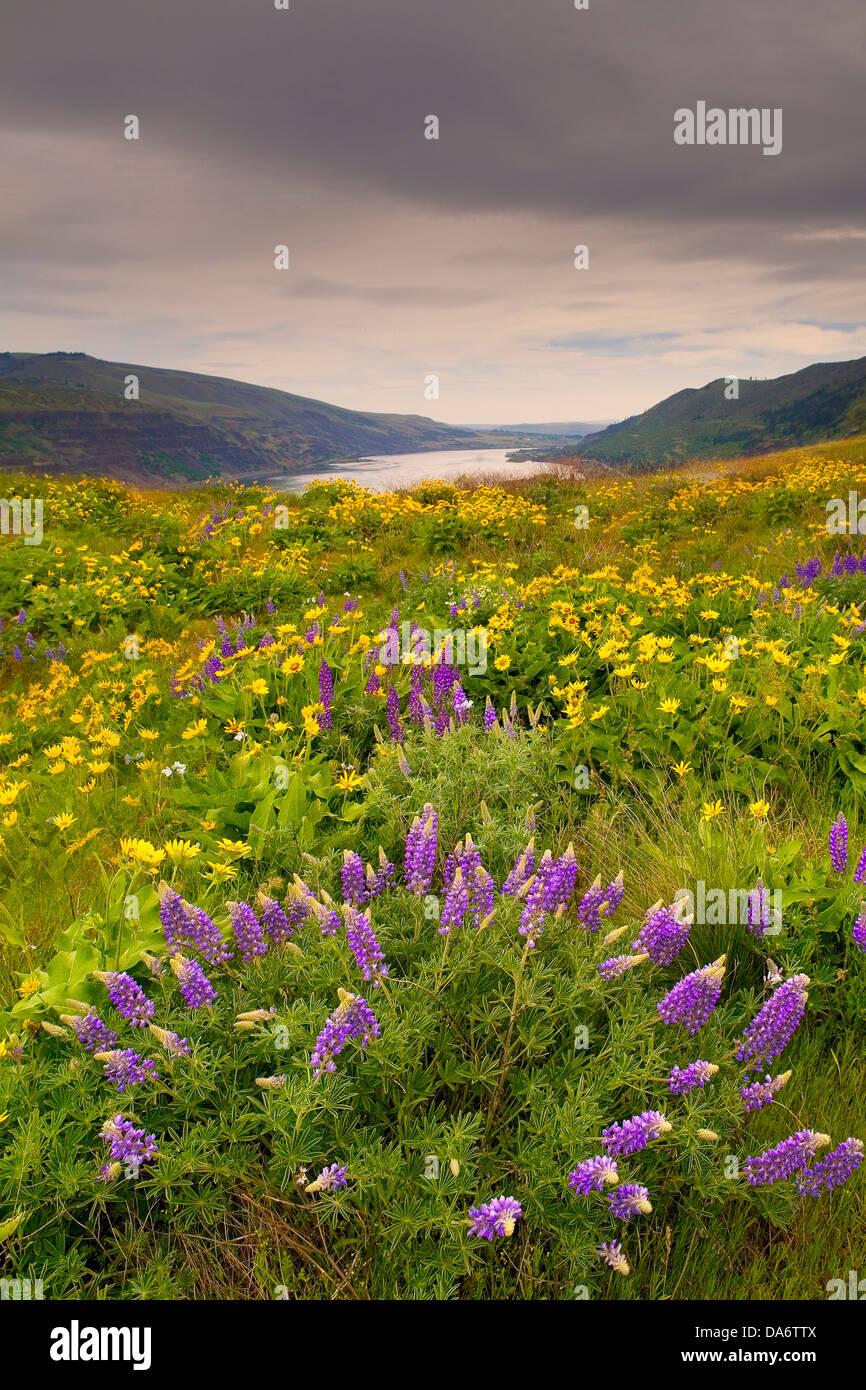 USA, United States, America, Oregon, Mosier, Rowena, Plateau, McCall ...