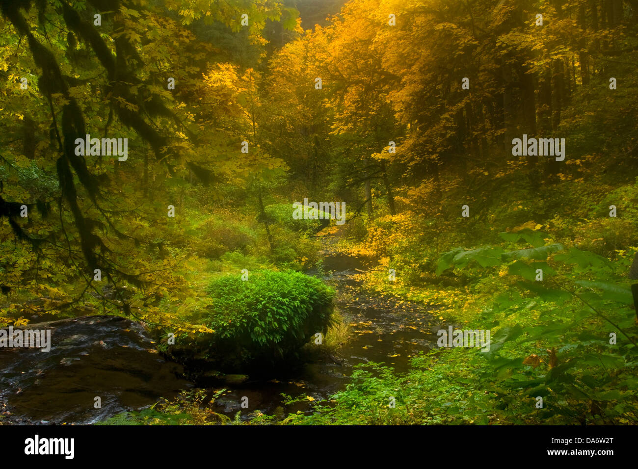 USA, United States, America, Oregon, Silverton, Silver Falls, State ...