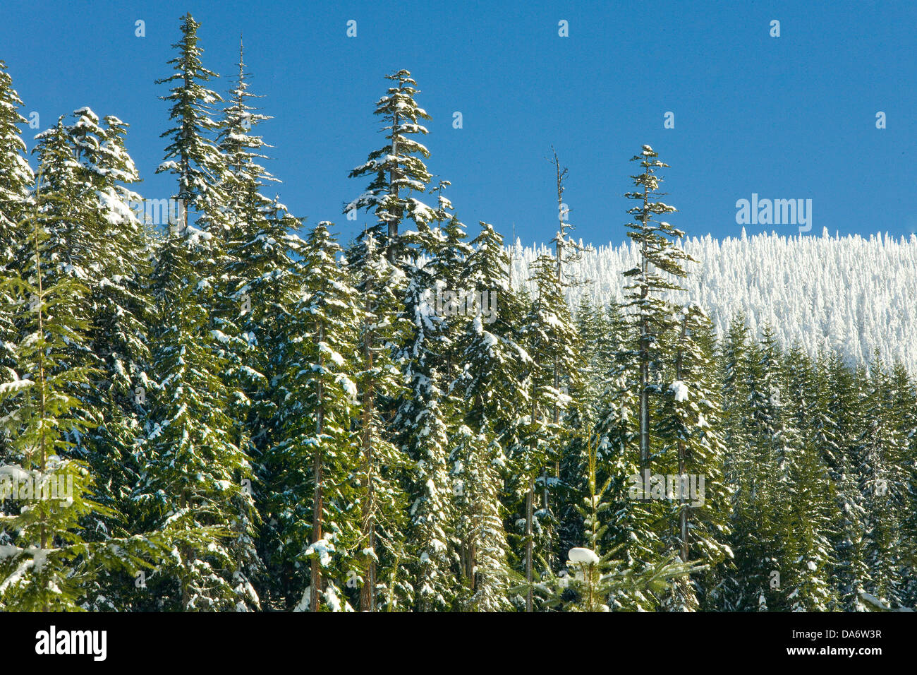 USA, United States, America, Oregon, Mount Hood, trees, National Forest ...