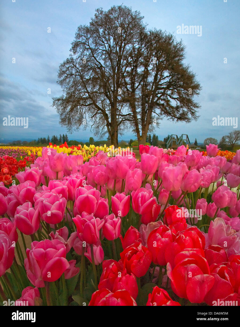 Woodburn hi-res stock photography and images - Alamy