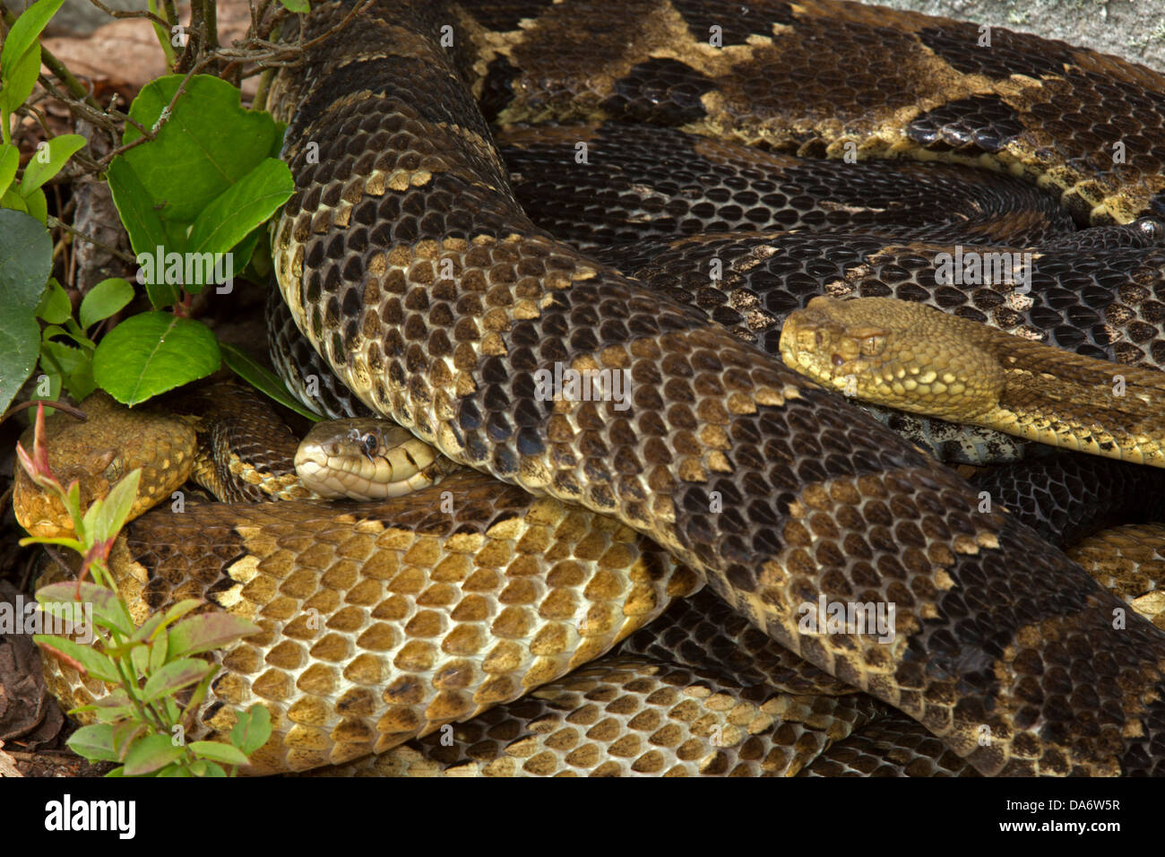 Timber Rattler Stock Photos & Timber Rattler Stock Images - Alamy