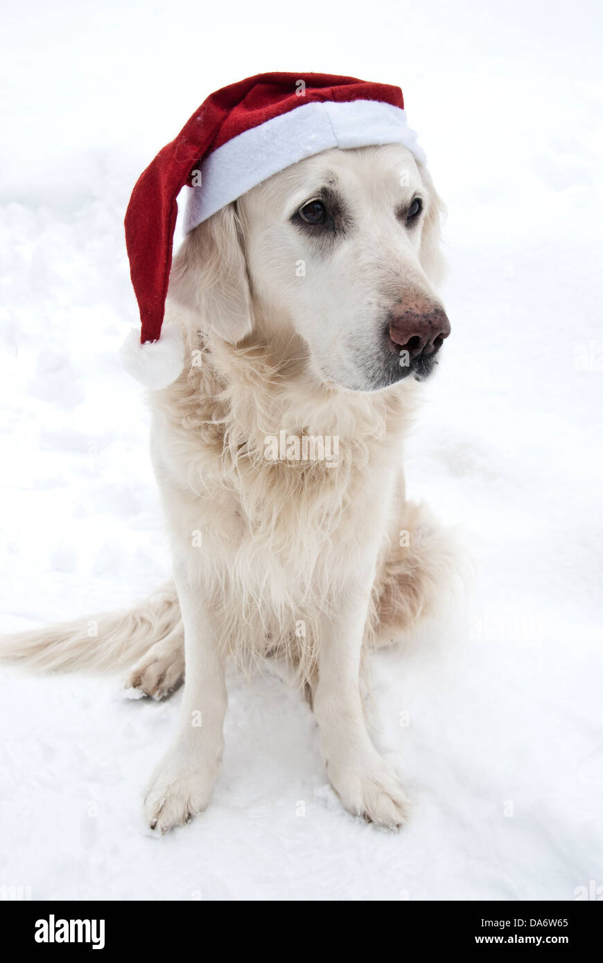 Dog as santa claus hi-res stock photography and images - Alamy