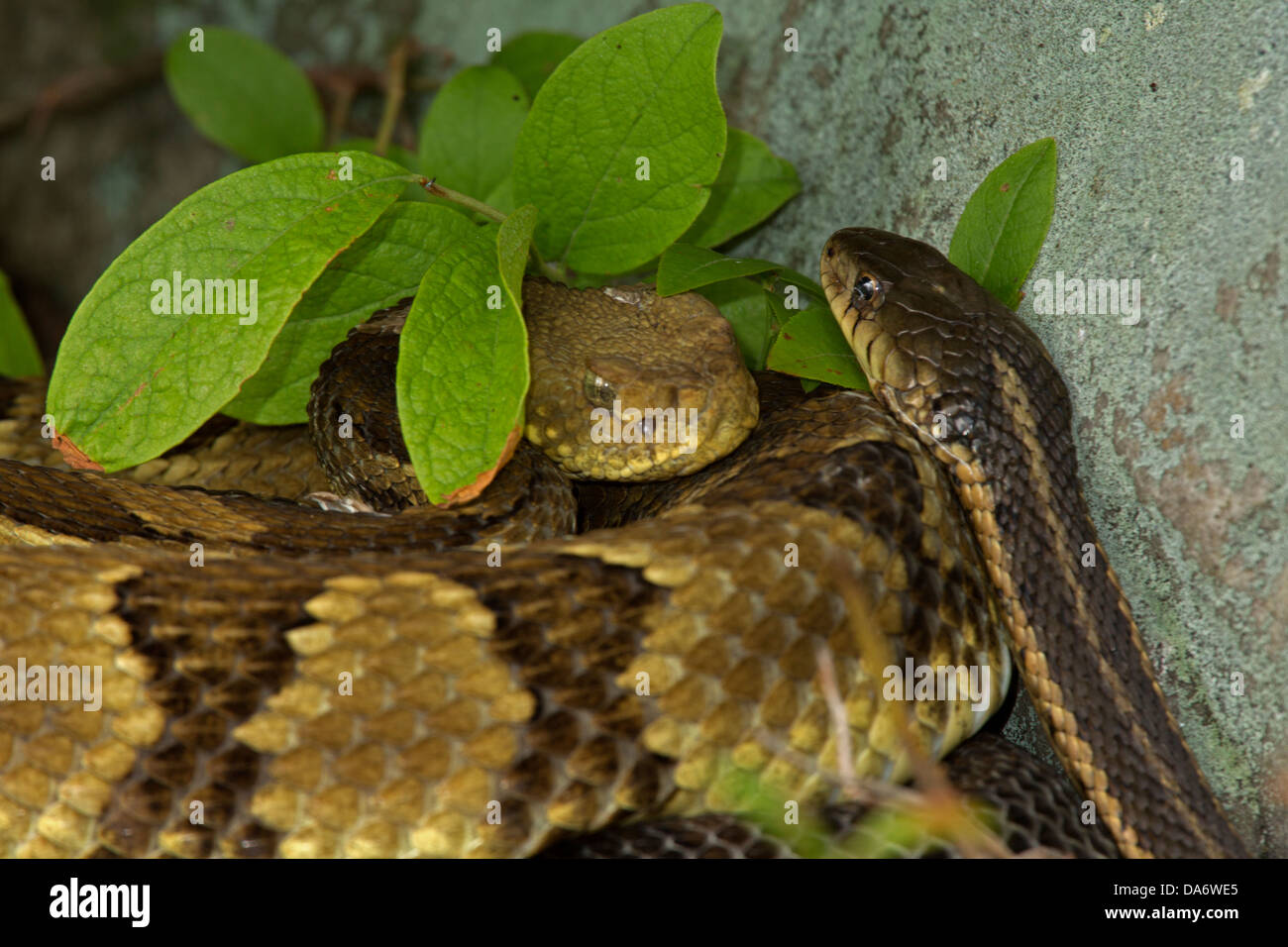 Timber rattlesnakes, Crotalus horridus, Pennsylvania,gravid females basking to allow young to ...