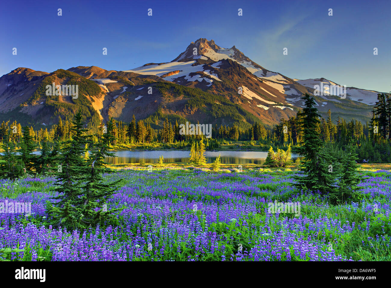 USA, United States, America, Oregon, Bend, Jefferson, Park, Wilderness ...