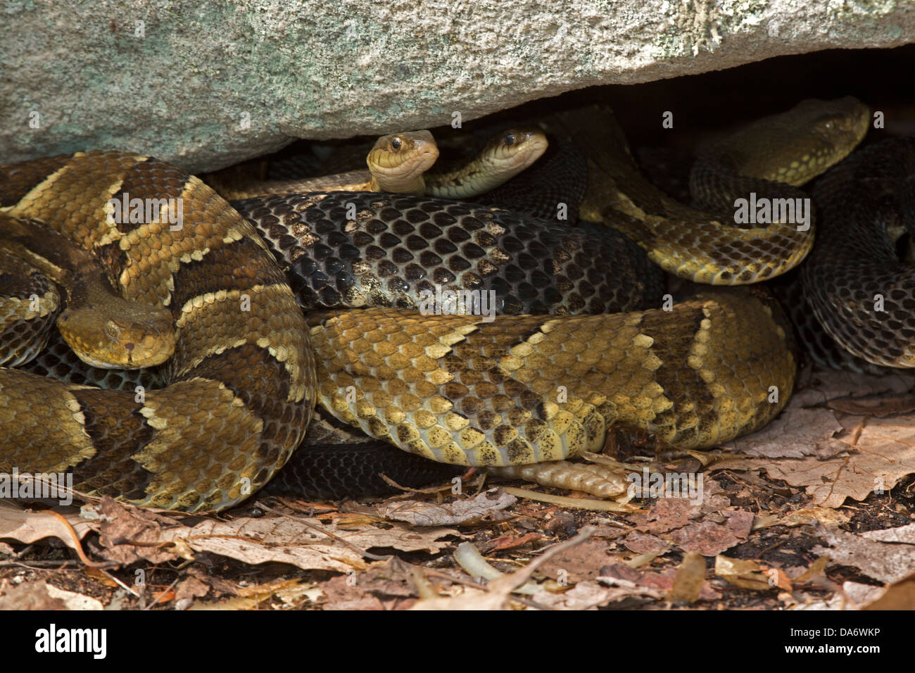 Timber rattlesnakes, Crotalus horridus, Pennsylvania,gravid females ...