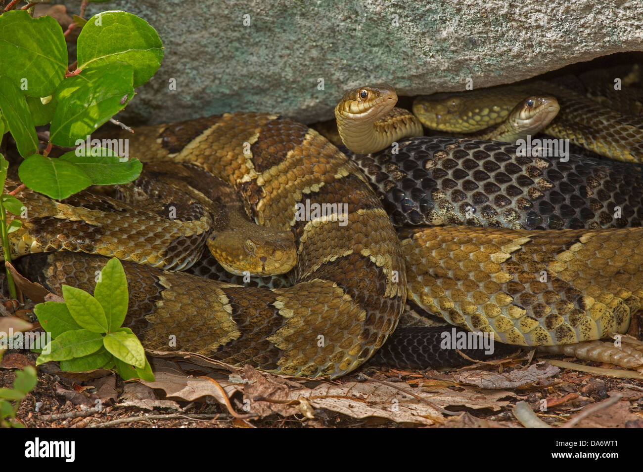 Timber rattlesnakes, Crotalus horridus, Pennsylvania,gravid females basking to allow young to ...