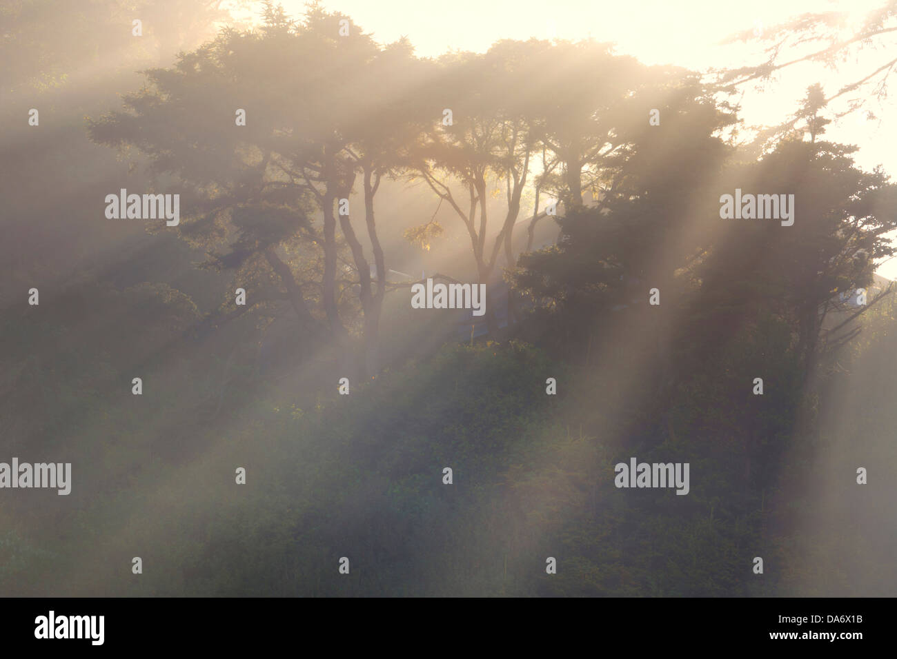 USA, United States, America, Oregon, State Park, Lincoln Beach, forest ...