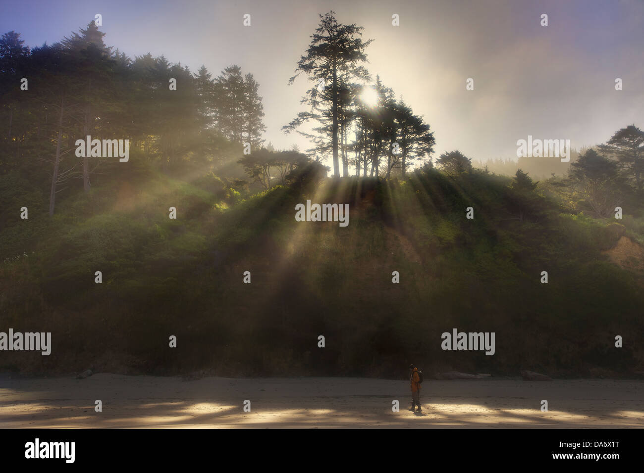 USA, United States, America, Oregon, State Park, Lincoln Beach, forest ...