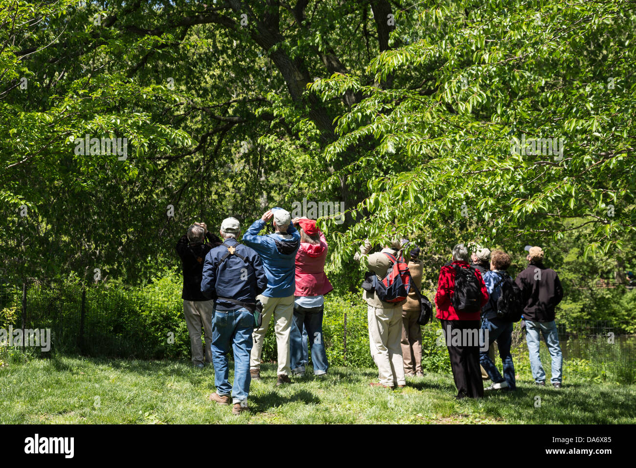 Bird Watching in Central Park, NYC Stock Photo - Alamy