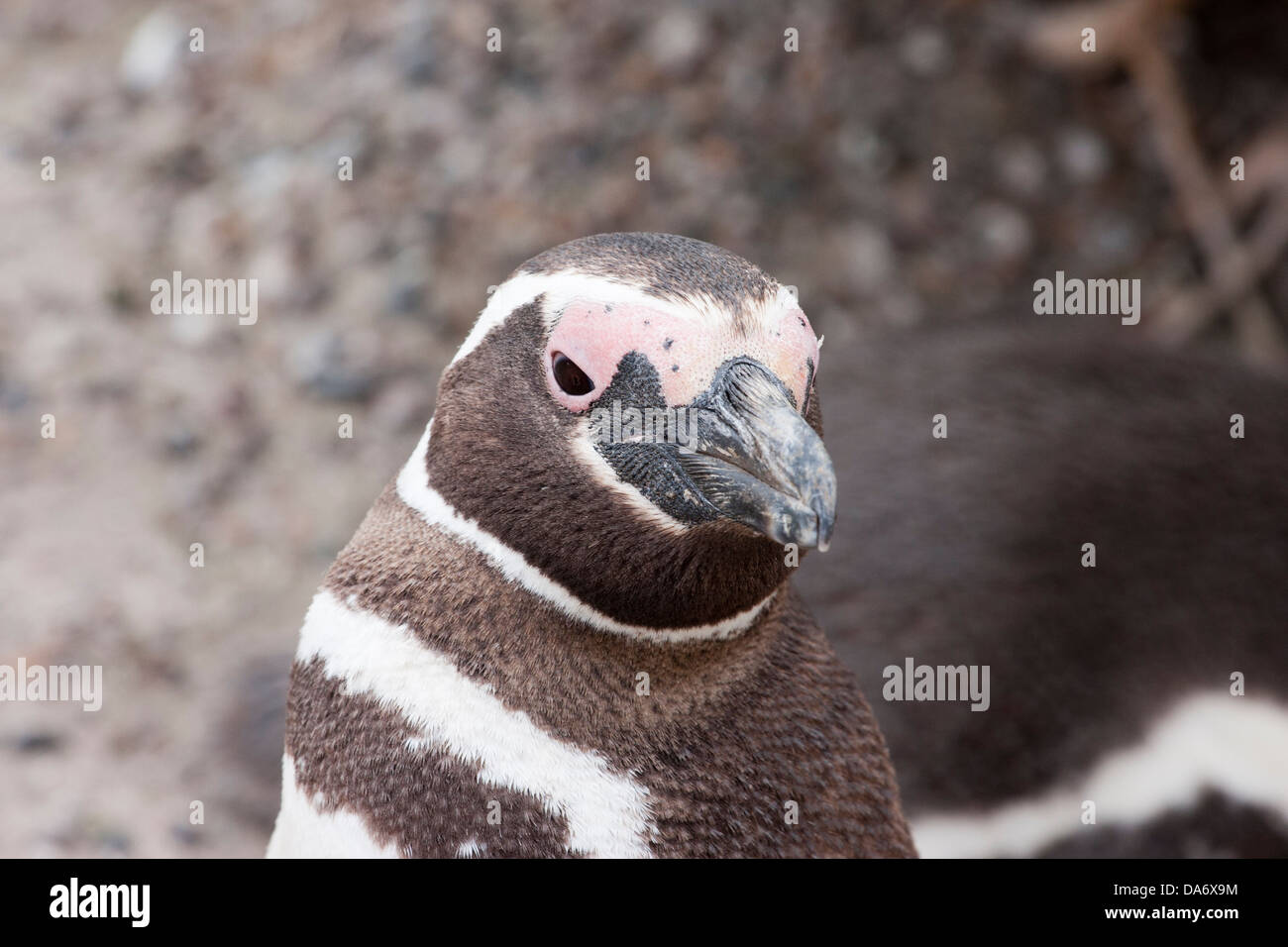 Penguin headshot hi-res stock photography and images - Alamy