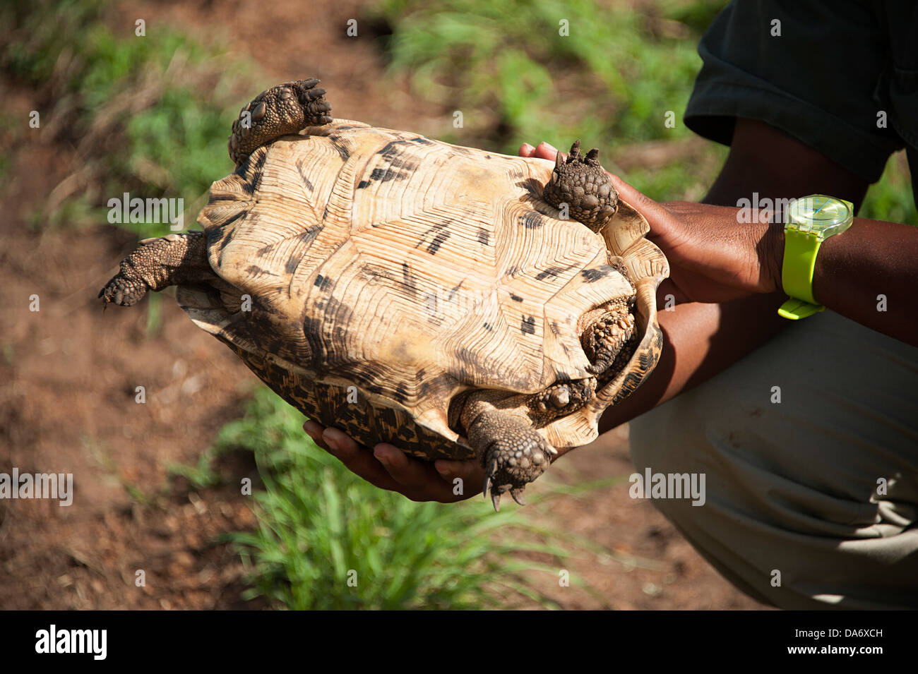 A leopard tortoise retracting into it's shell. Game reserve, South ...