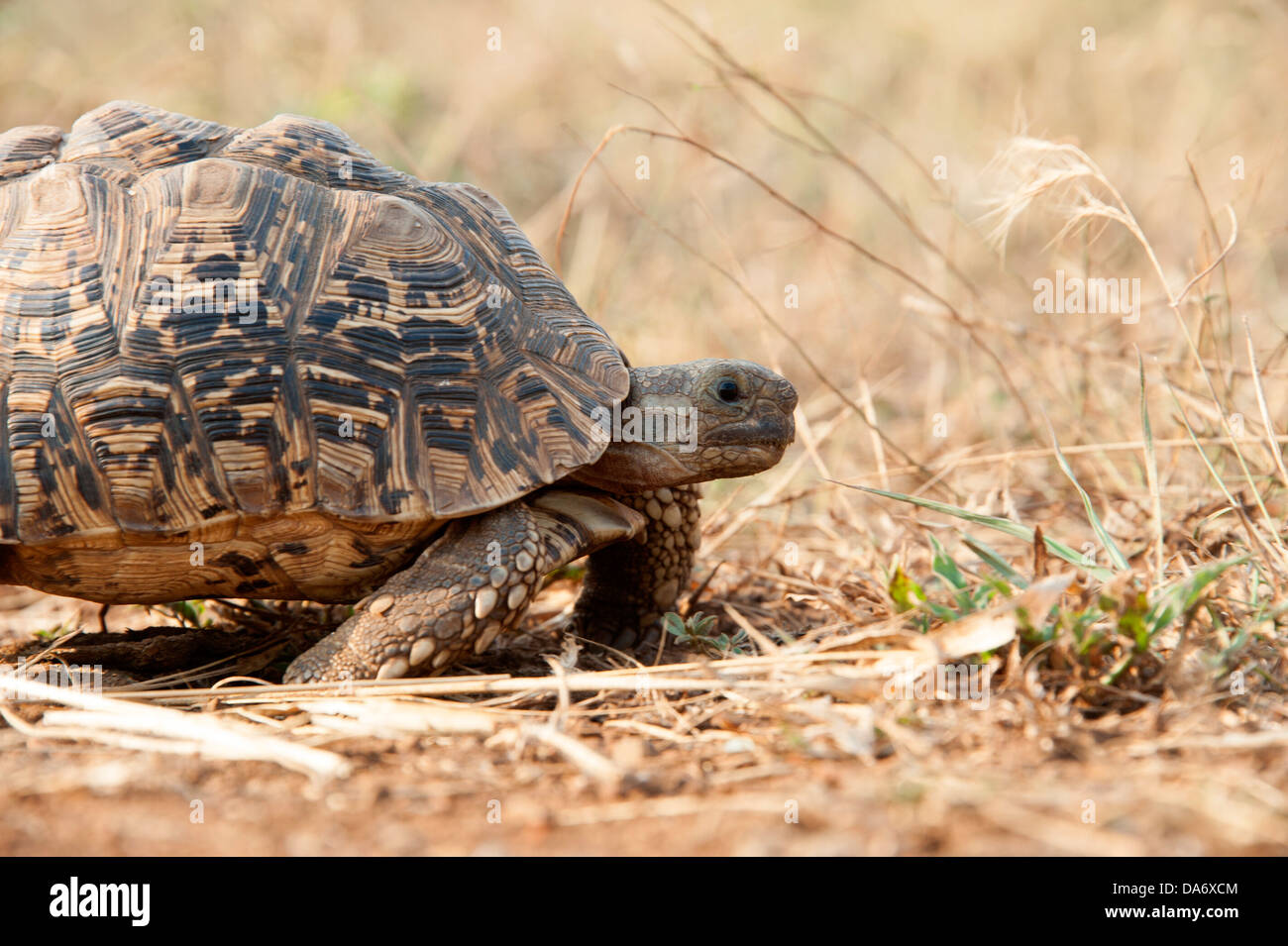 A leopard tortoise retracting into it's shell. Game reserve, South ...