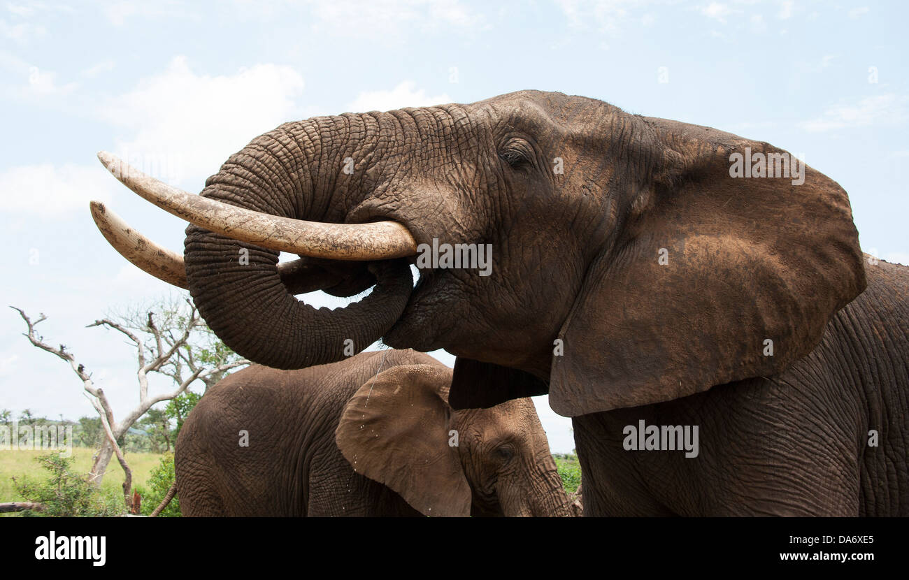 Long tusks hi-res stock photography and images - Alamy
