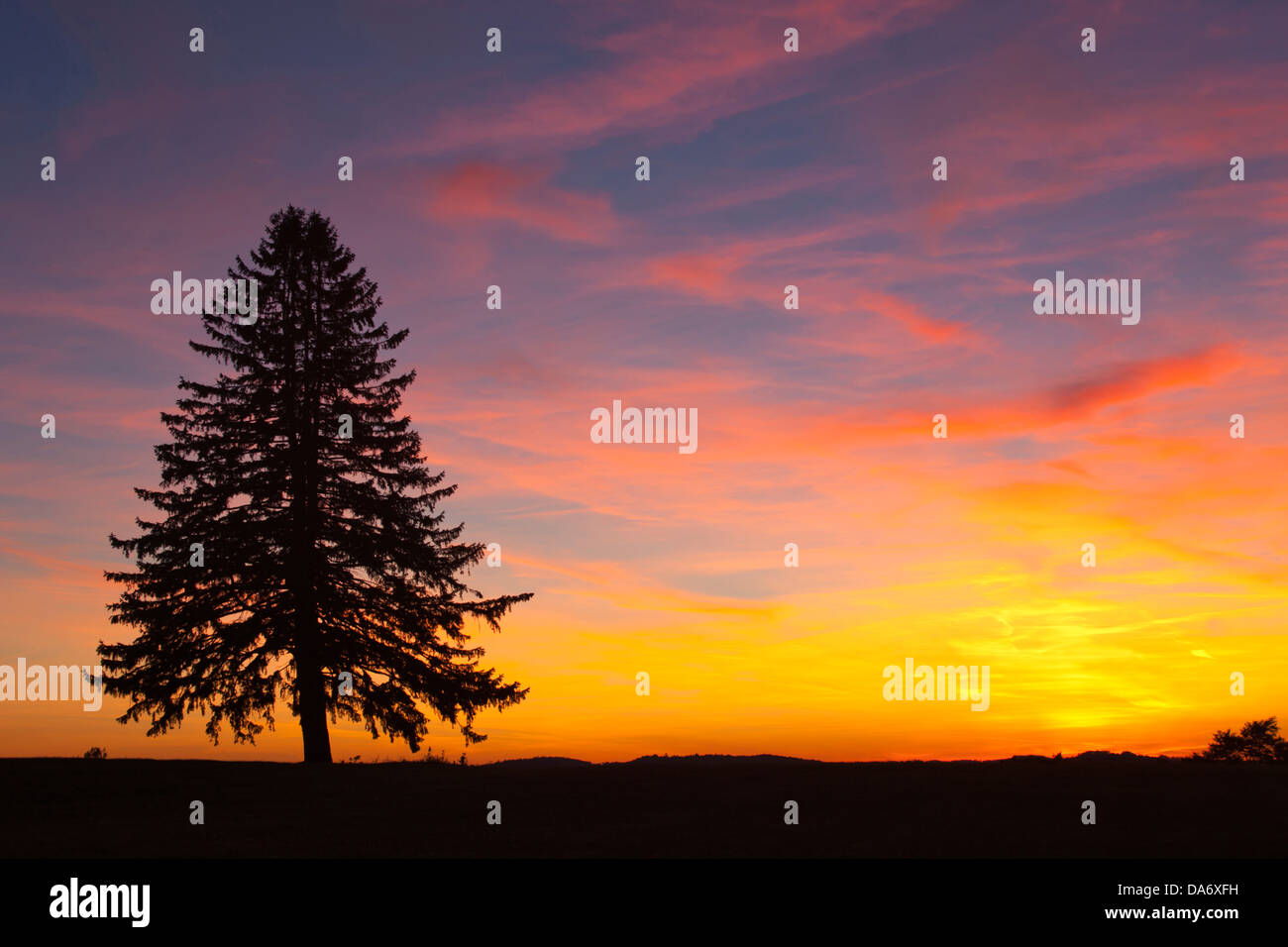 SILHOUETTE LONE SINGLE PINE TREE ON FLAT HORIZON Stock Photo - Alamy