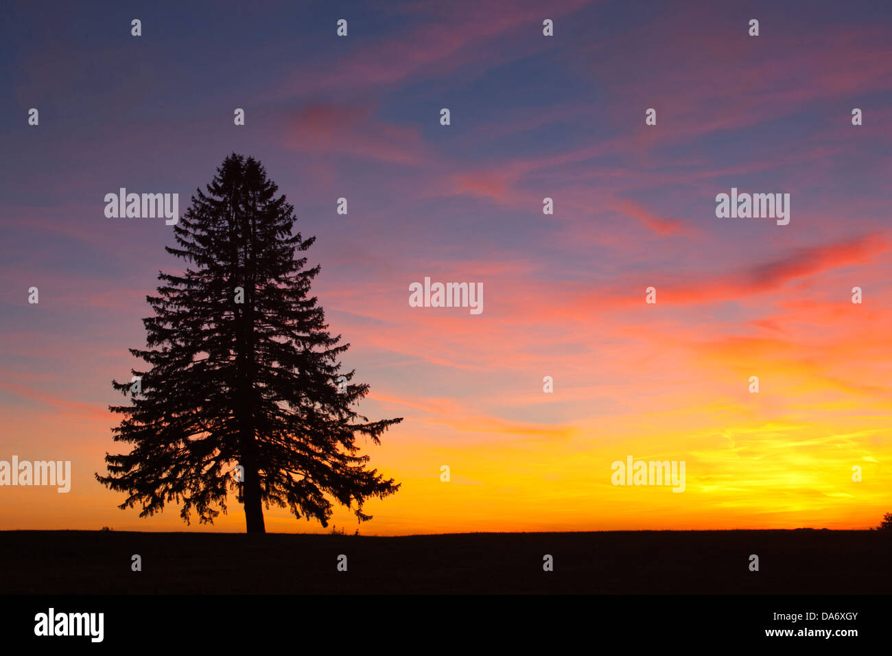 SILHOUETTE LONE SINGLE PINE TREE ON FLAT HORIZON Stock Photo - Alamy