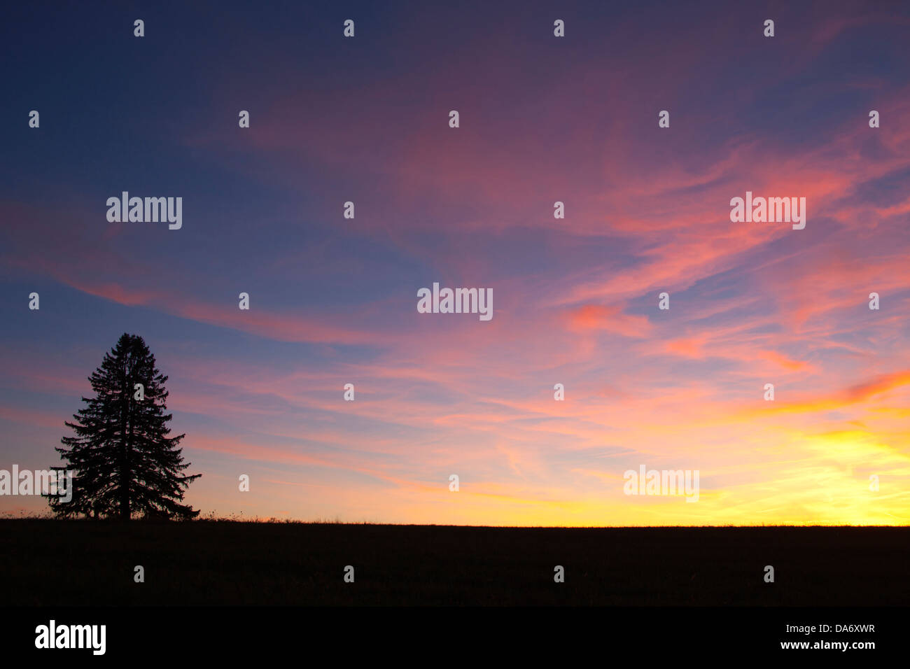 SILHOUETTE LONE SINGLE PINE TREE ON FLAT HORIZON Stock Photo - Alamy