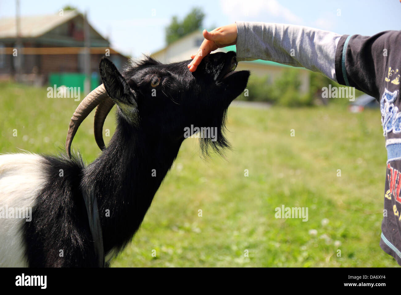 child stroking a goat grazing in the meadow Stock Photo - Alamy