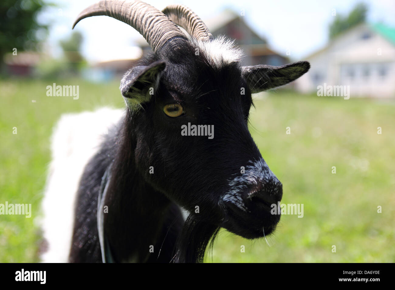 black-and-white goat grazing on a meadow Stock Photo - Alamy