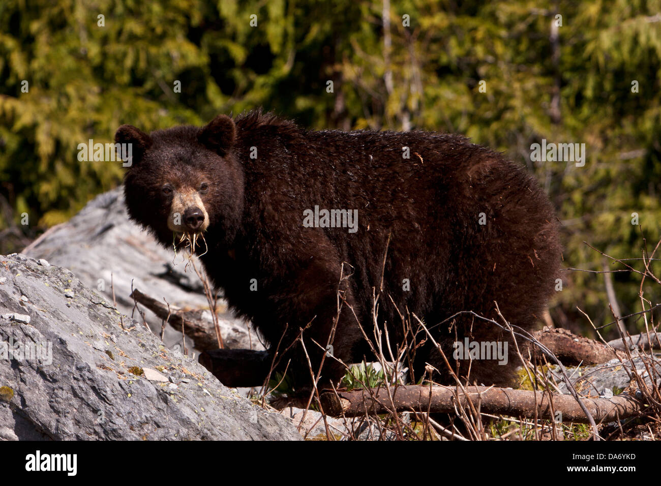 A young black bear feeds along the Glacier Basin trail in Mount Rainier ...