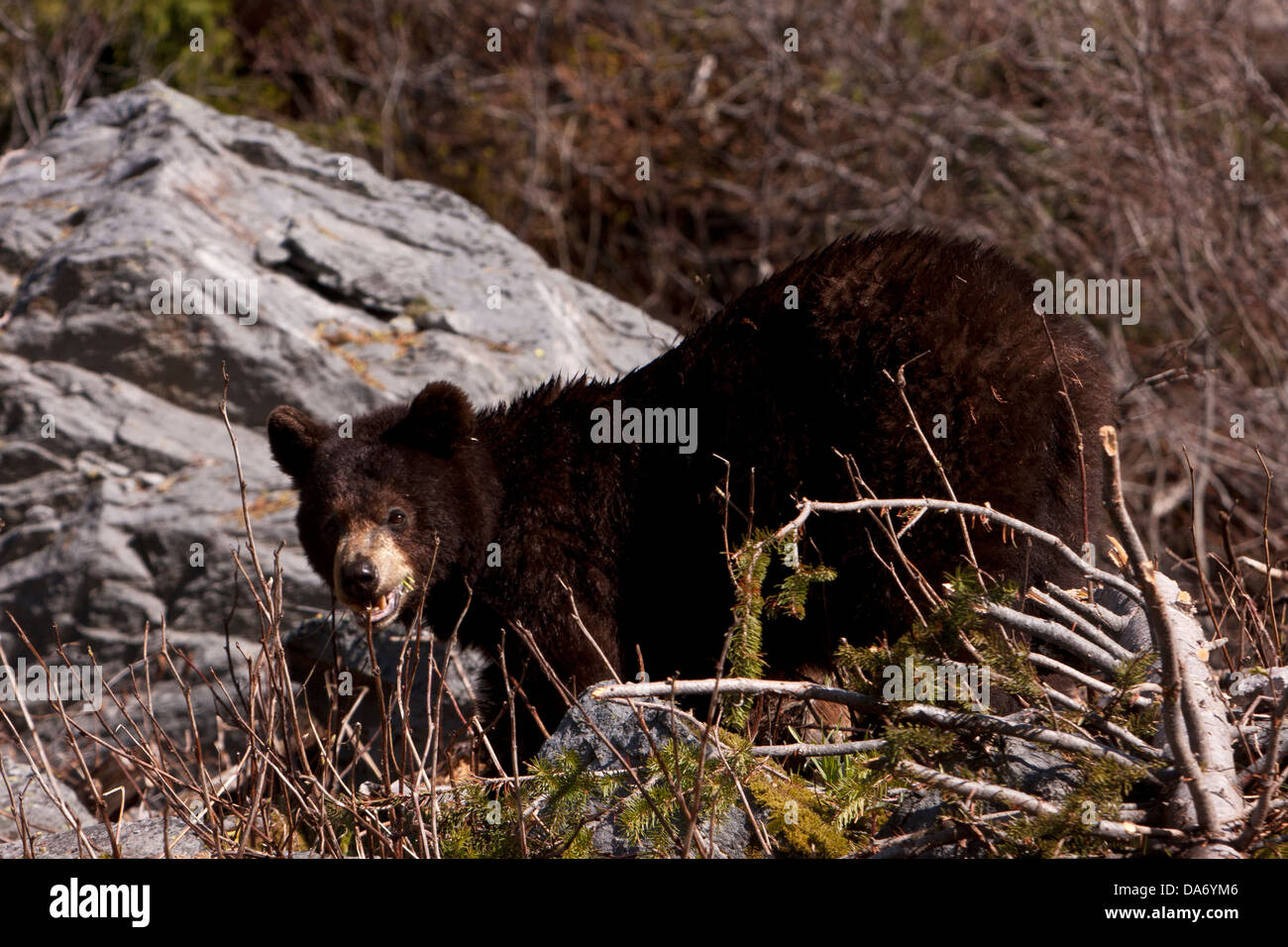 A young black bear feeds along the Glacier Basin trail in Mount Rainier ...