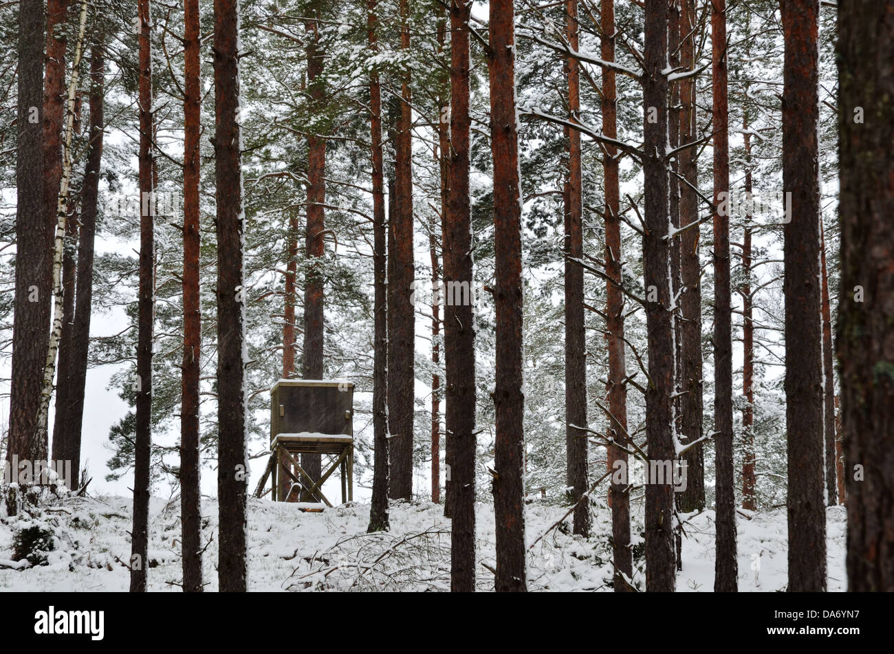 Tower in the woods hi-res stock photography and images - Alamy