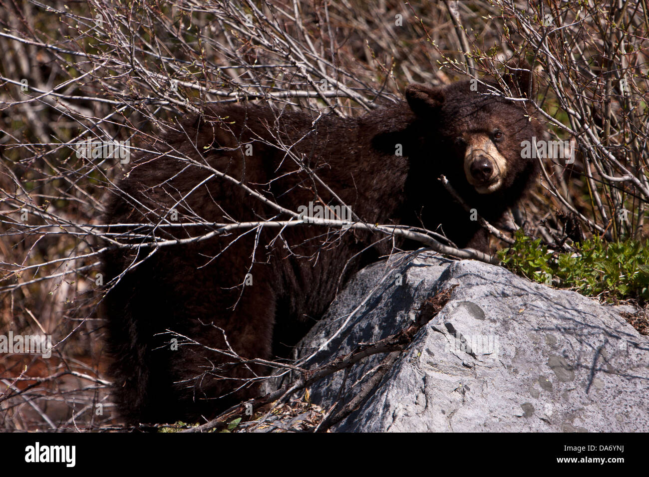 A young black bear feeds along the Glacier Basin trail in Mount Rainier ...