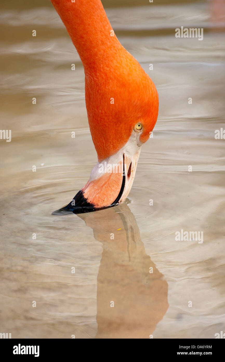 Flamingo feeding hi-res stock photography and images - Alamy