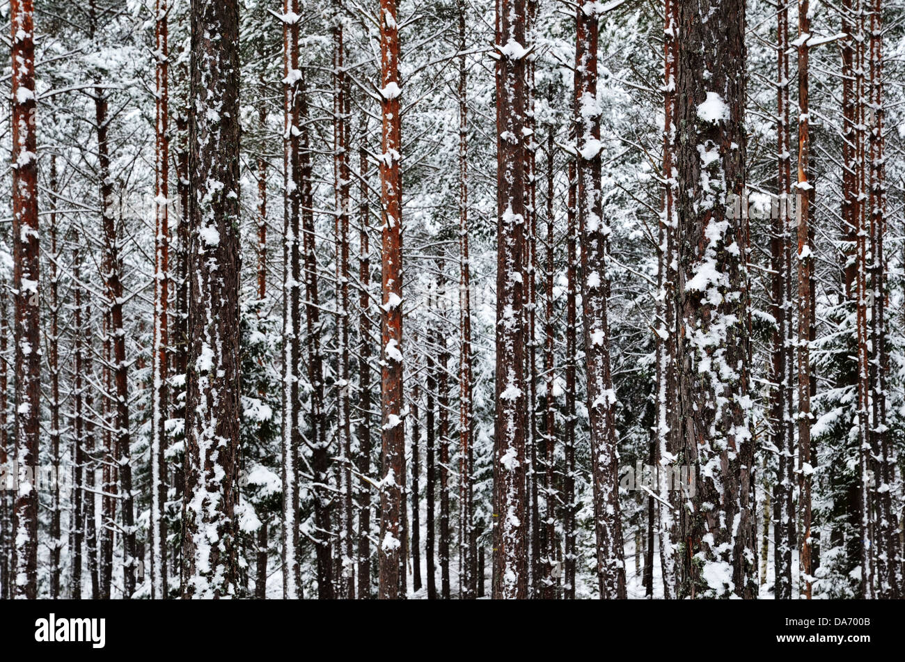 Snow background winter cold hi-res stock photography and images - Alamy