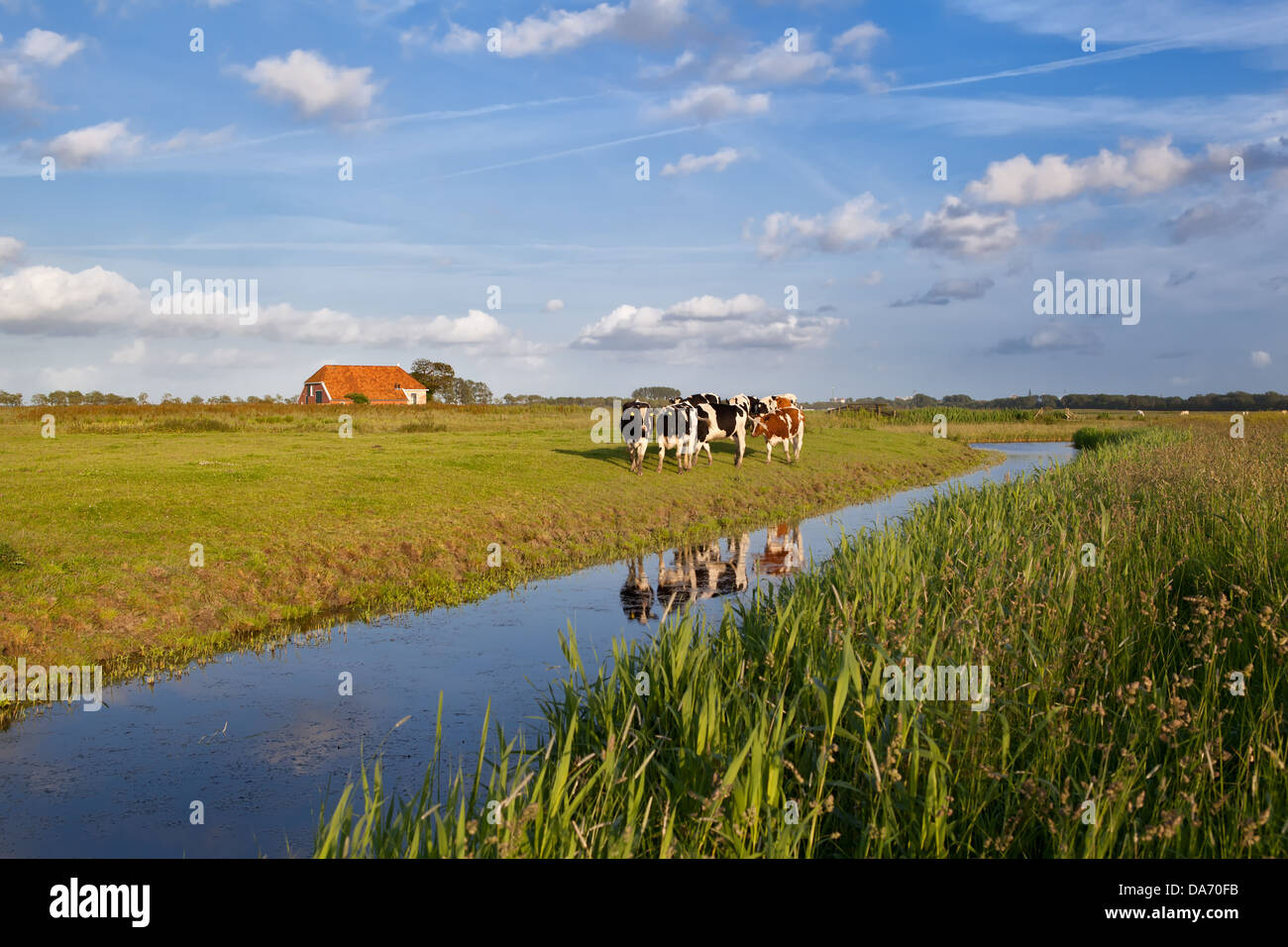 Pasture with cattle hi-res stock photography and images - Alamy