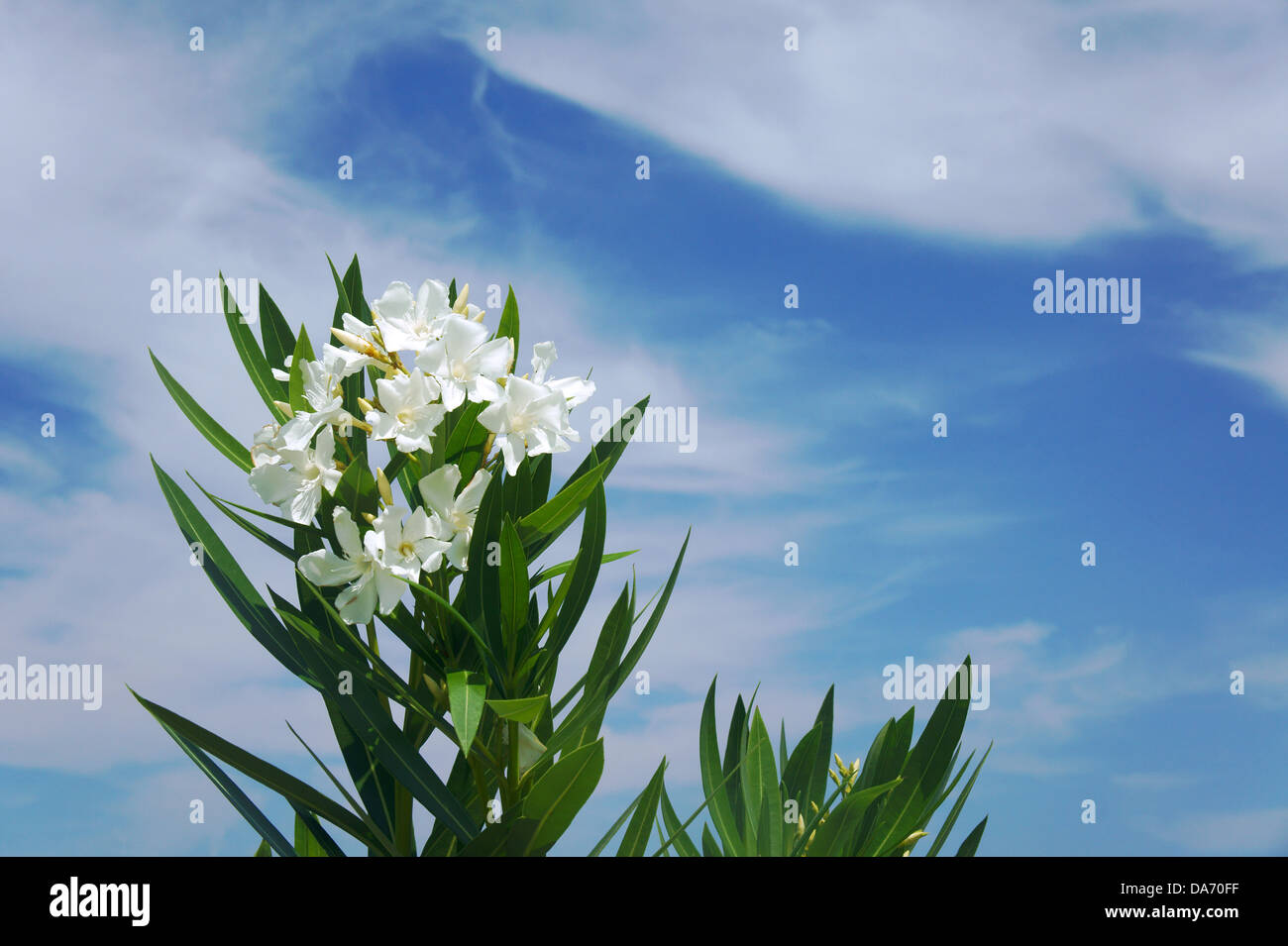 flowers of nerium oleander, Greece Stock Photo - Alamy