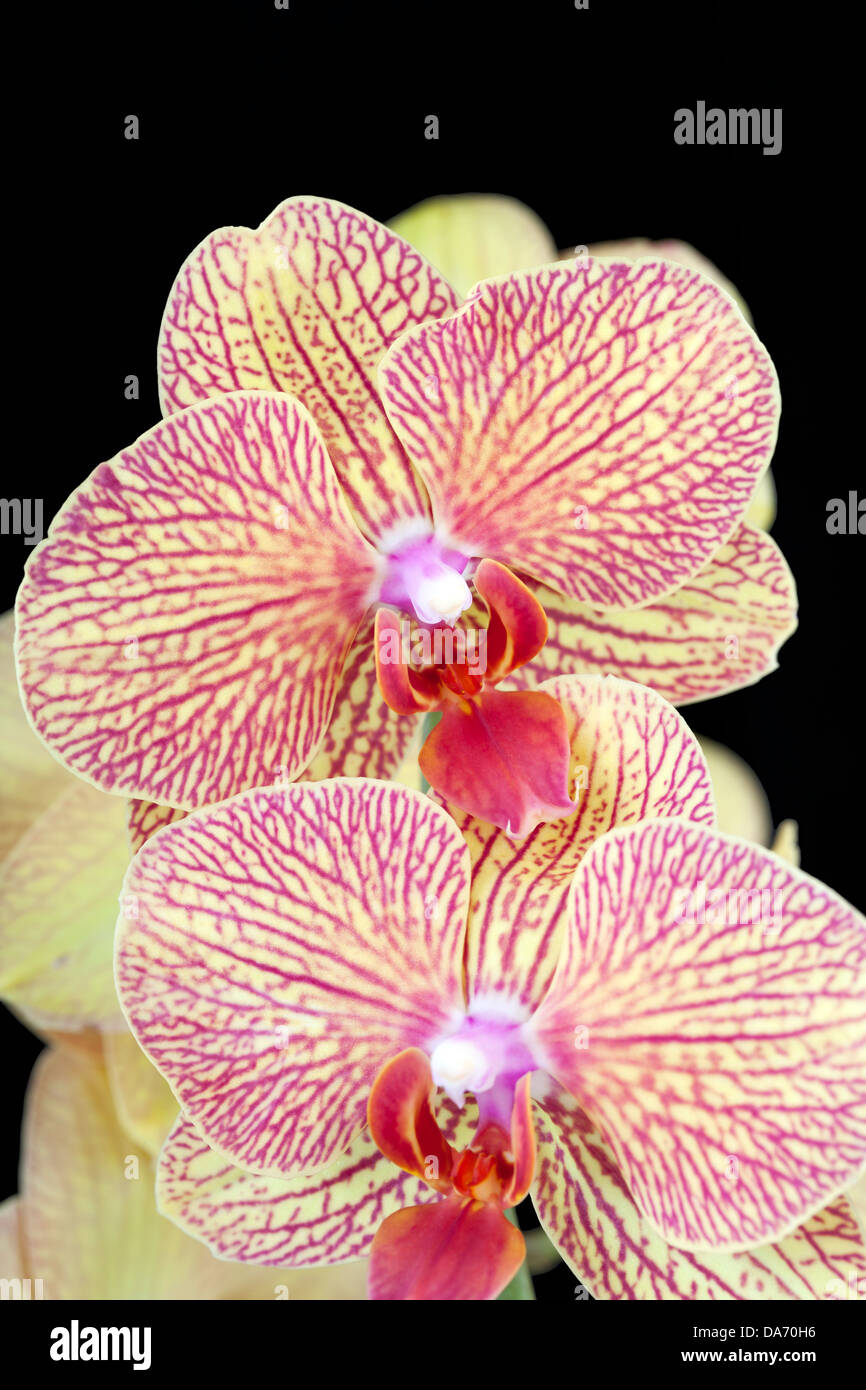 Two orchid flowers red and yellow on black background Stock Photo - Alamy