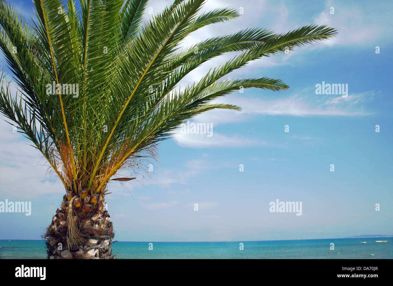 Palm tree on the edge of the sea, Corfu, Greece Stock Photo - Alamy