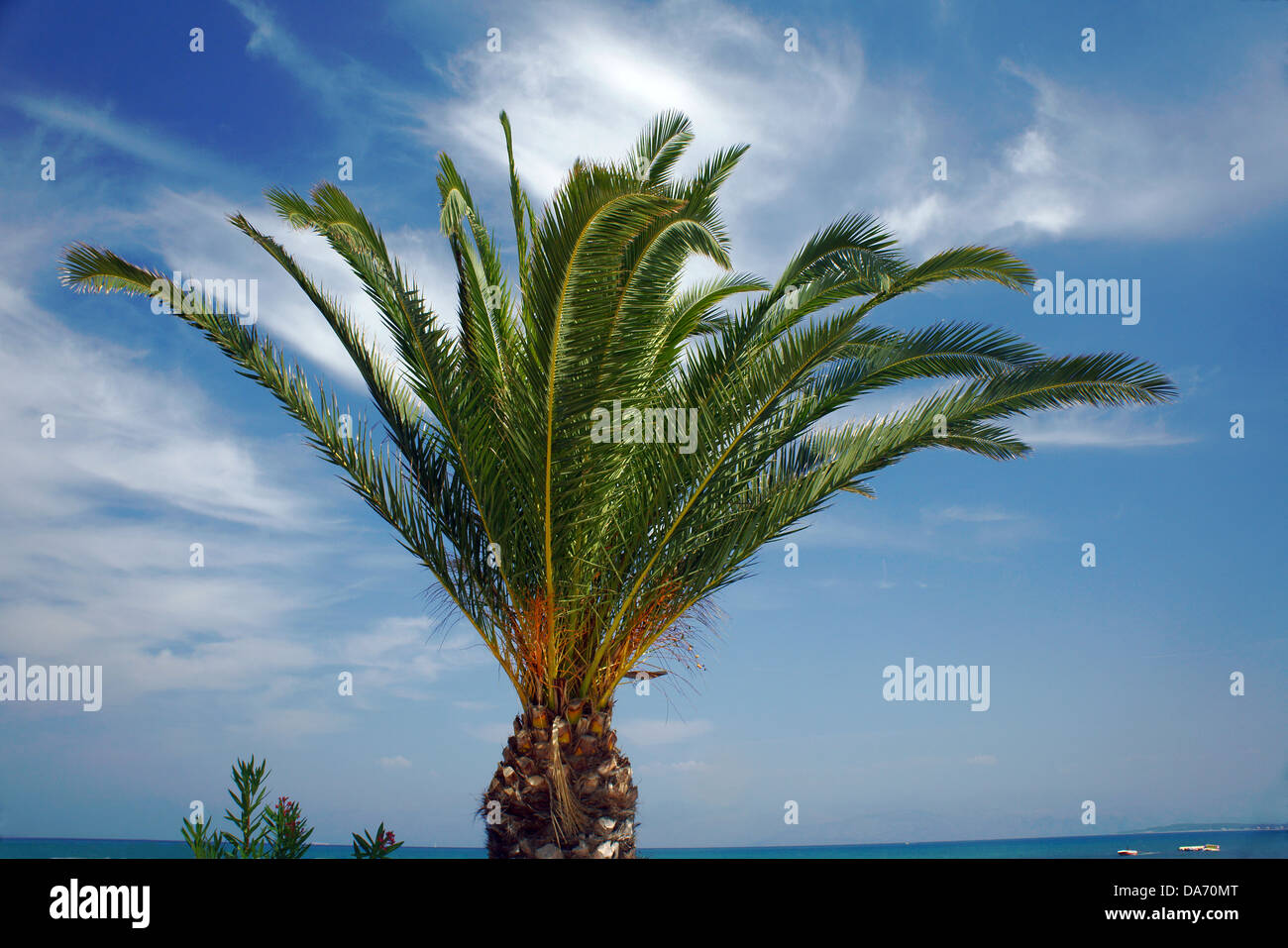 Palm tree on the edge of the sea, Corfu, Greece Stock Photo - Alamy