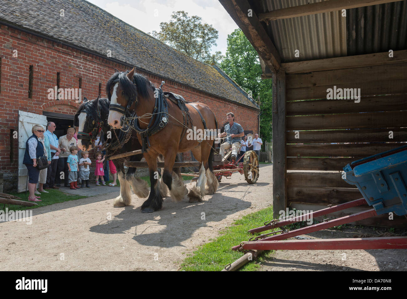 A pair of Heavy Horses getting prepared for farmwork at Acton Scott ...