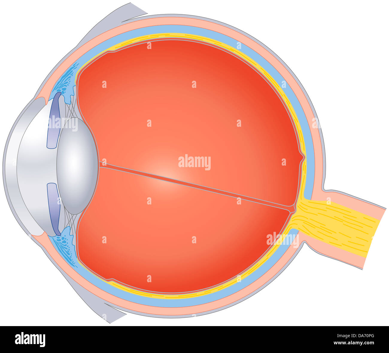şeffaf Marjinal Dejenerasyon