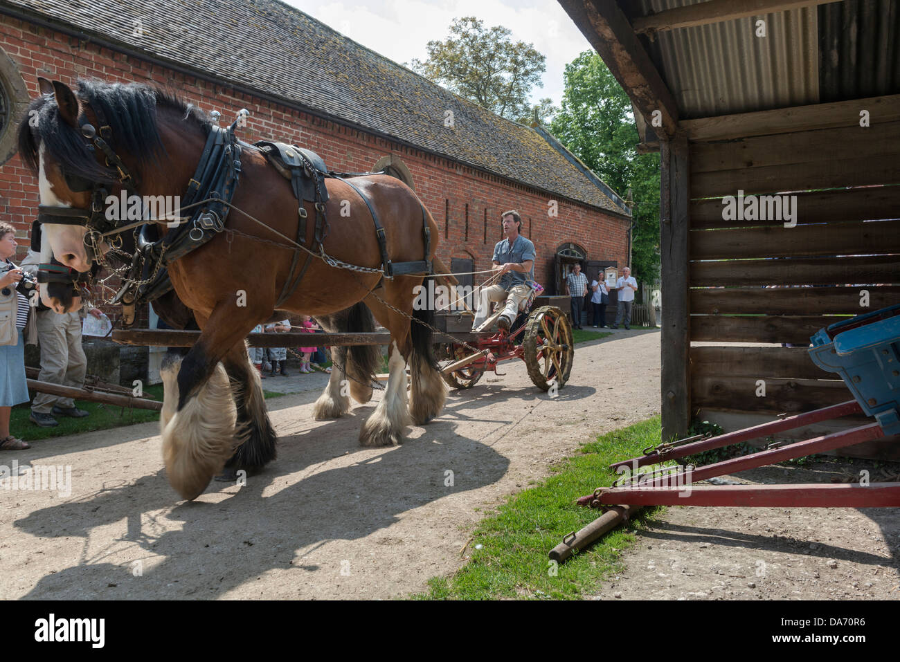 A pair of Heavy Horses getting prepared for farmwork at Acton Scott ...