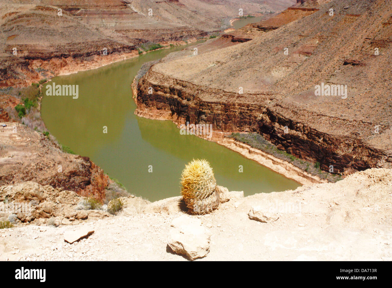 Grand Canyon Colorado RIver Cactus Stock Photo - Alamy