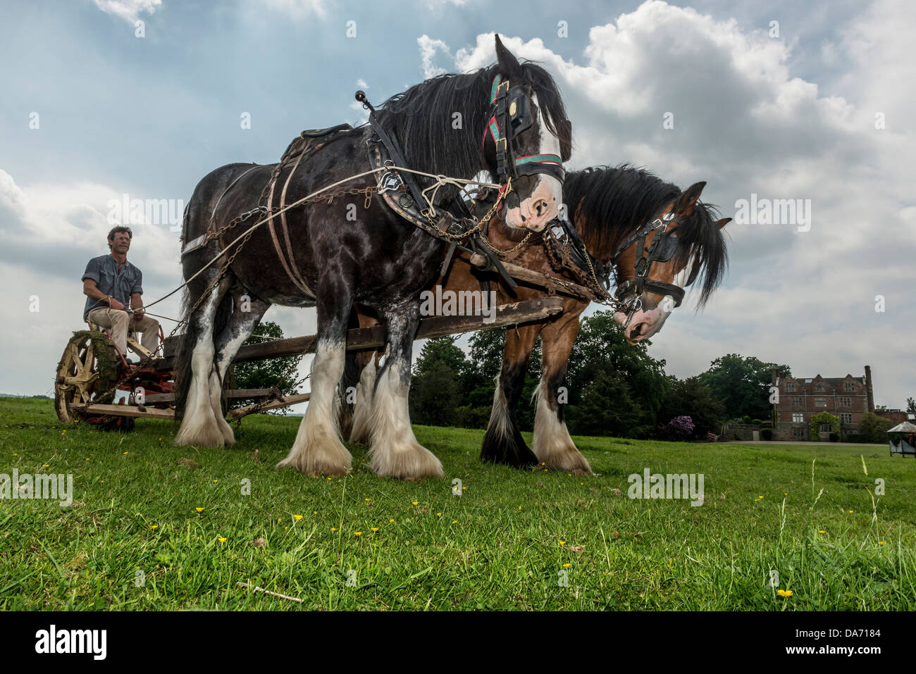 Farm Horses Working
