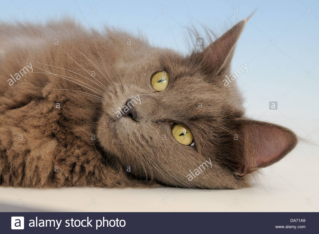 Grey Angora High Resolution Stock Photography and Images - Alamy