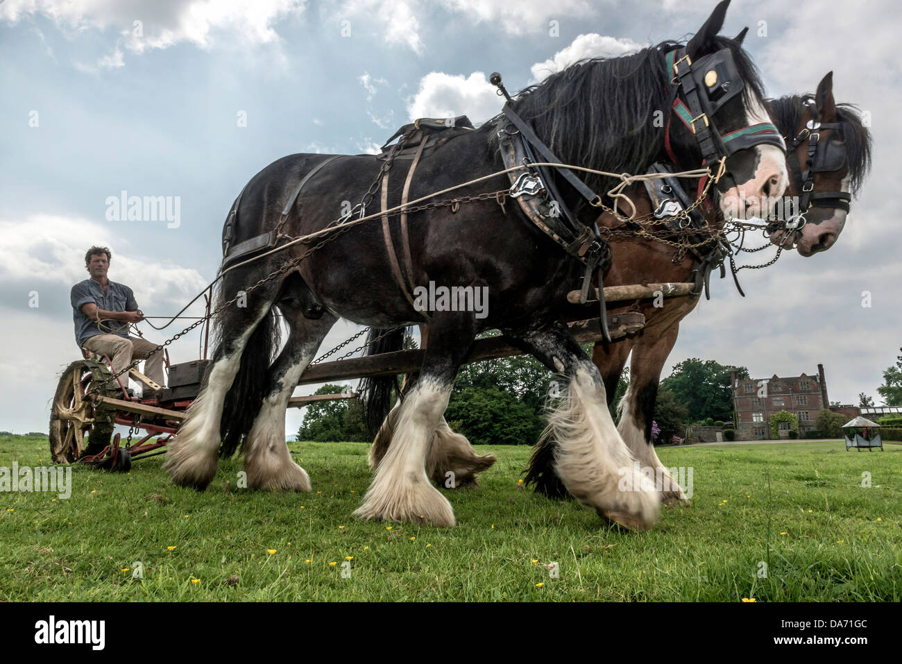 A pair of Heavy Horses working the land with vintage farm machinery at ...