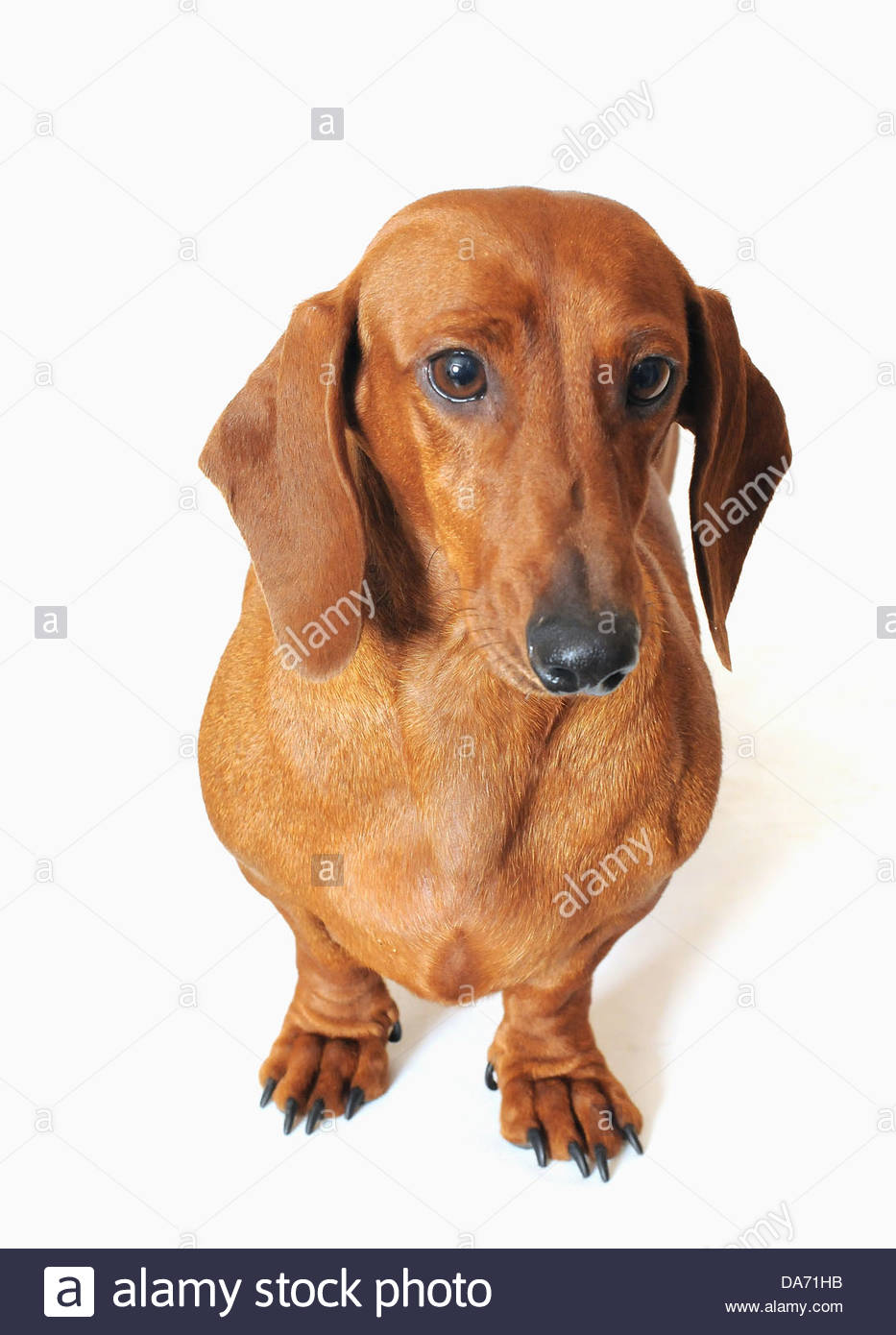 Domestic Animals Cut Out Stock Images & Pictures - Alamy