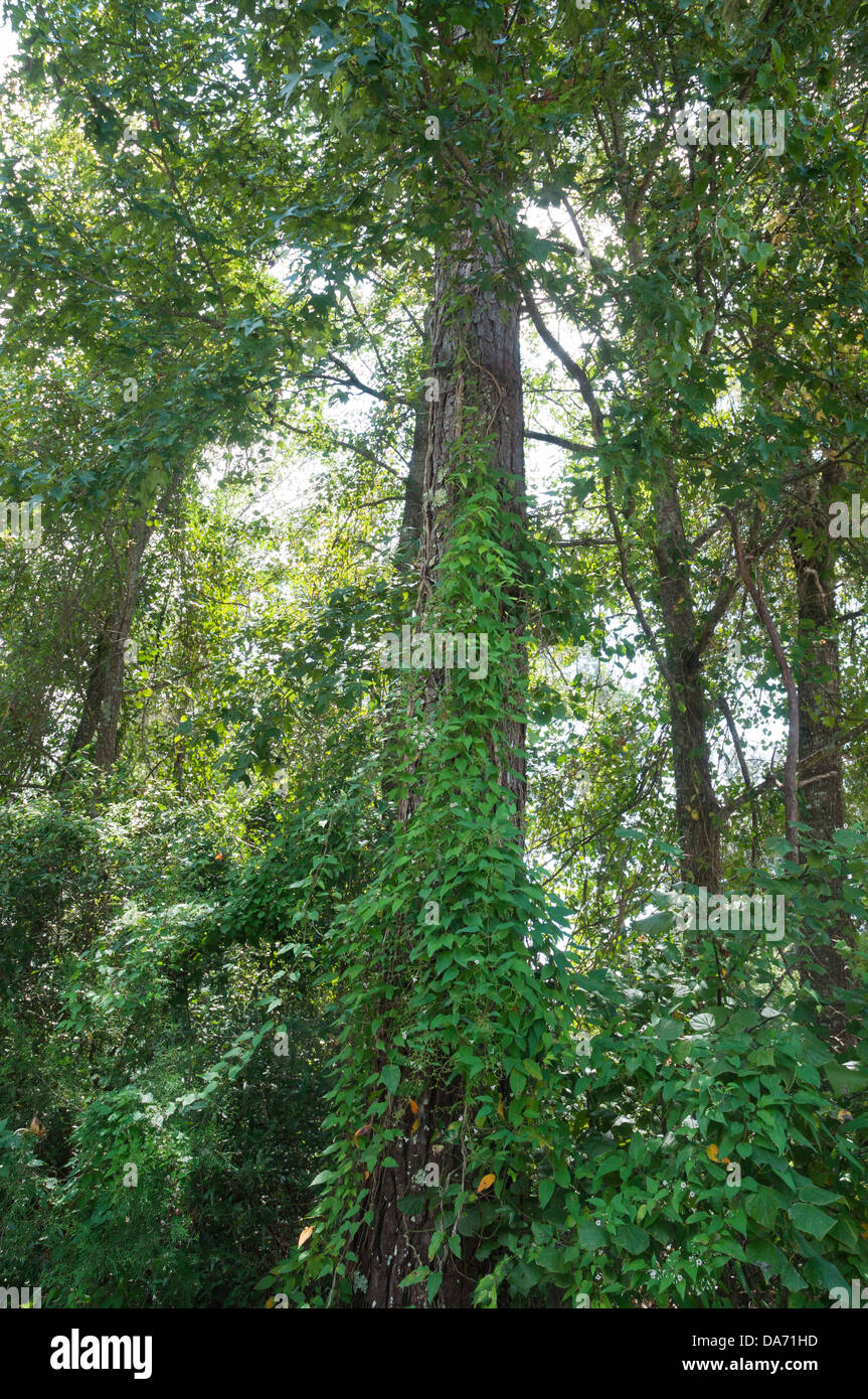 Invasive vine hi-res stock photography and images - Alamy