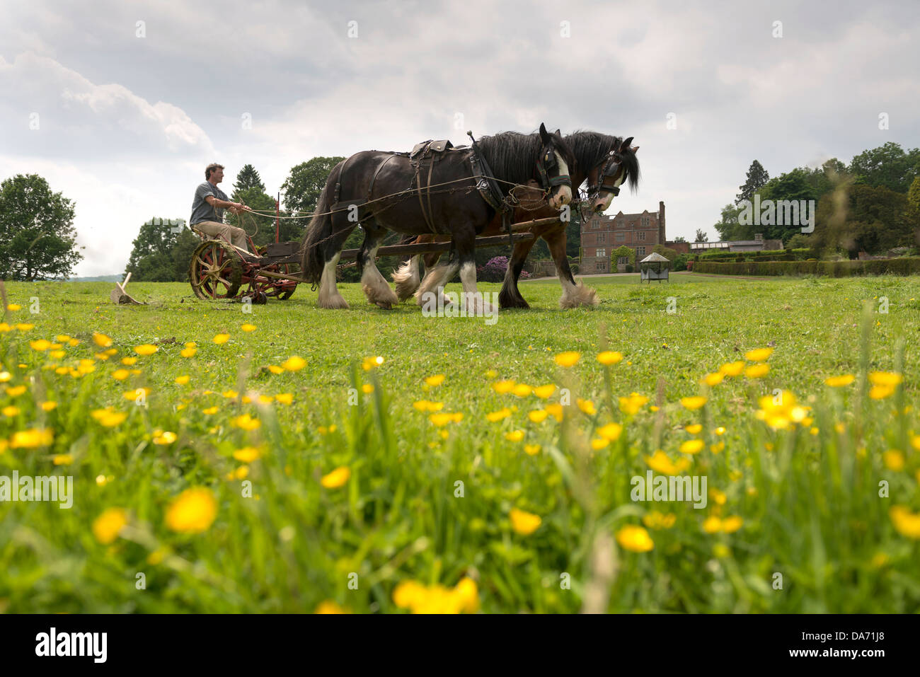 A pair of Heavy Horses working the land with vintage farm machinery at ...