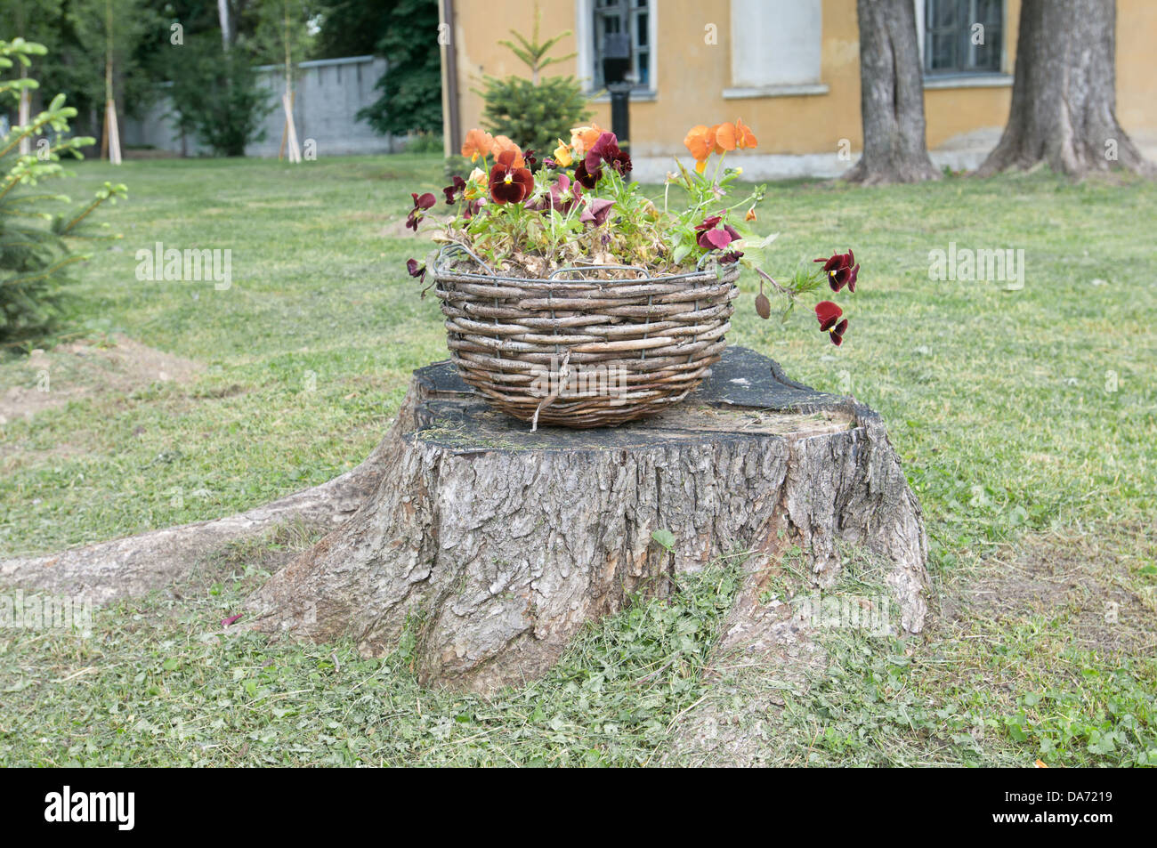 colorful flowers in a basket on a tree stump Stock Photo - Alamy