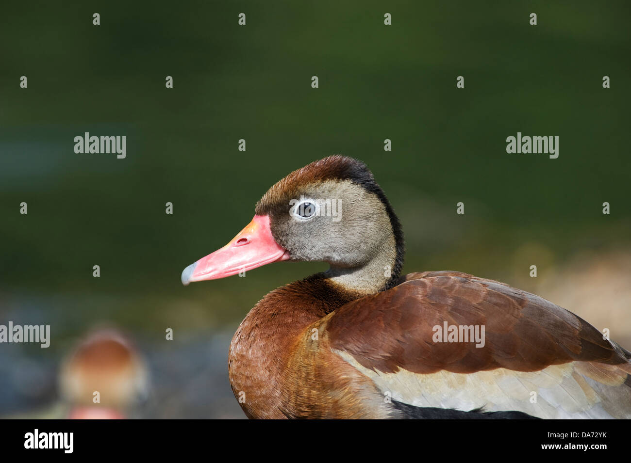 Black bellied whistling duck hi-res stock photography and images - Alamy