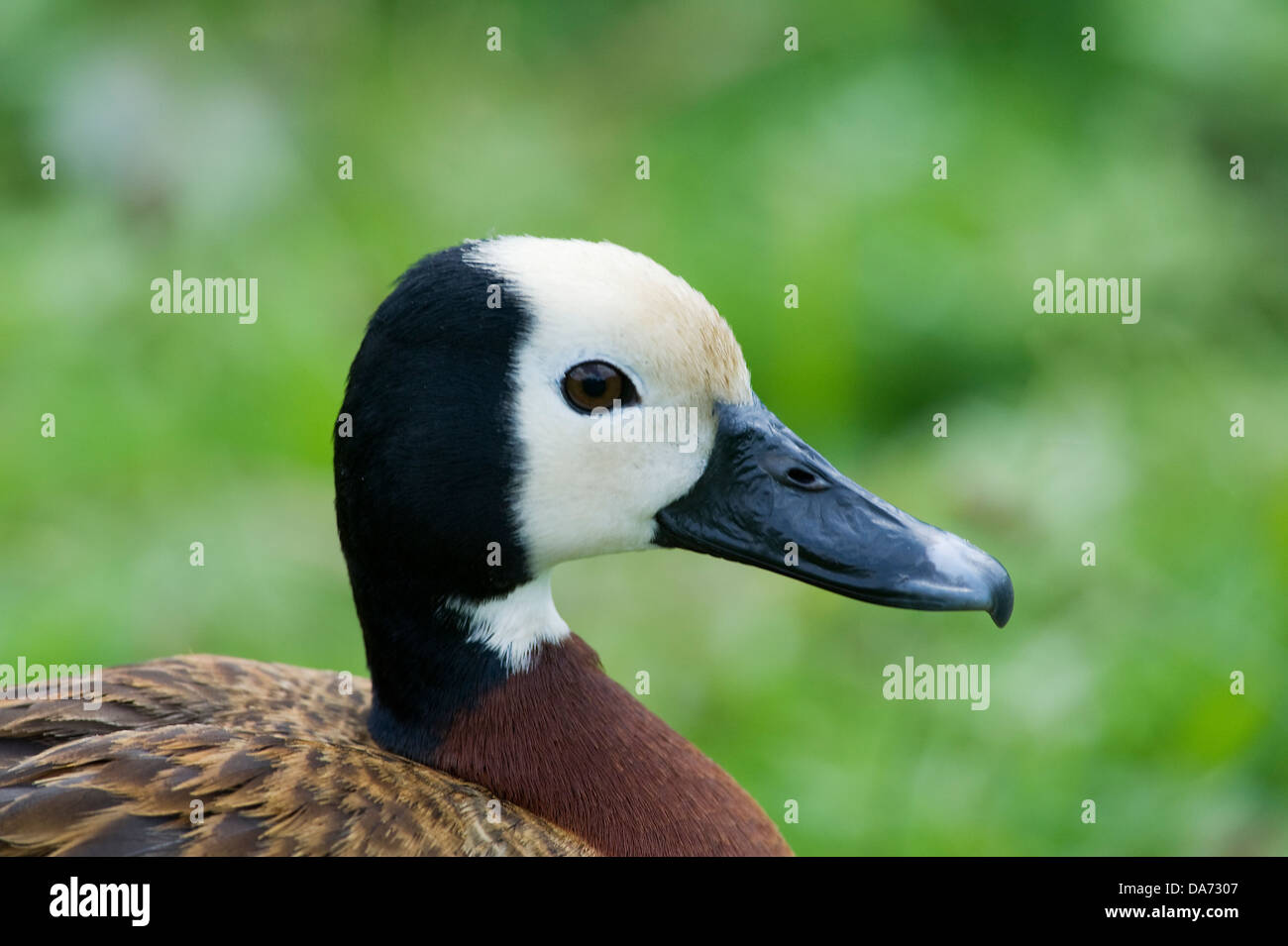 Half length duck portrait hi-res stock photography and images - Alamy
