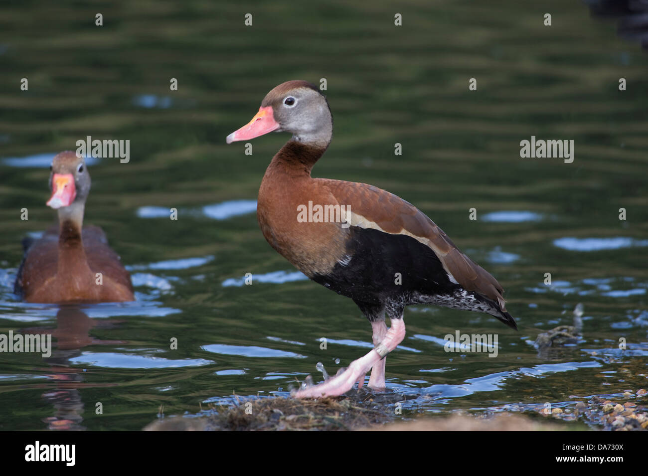 Duck paddling hi-res stock photography and images - Alamy