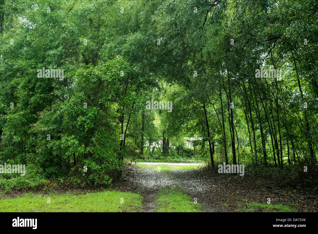 Tunnel through trees hi-res stock photography and images - Alamy