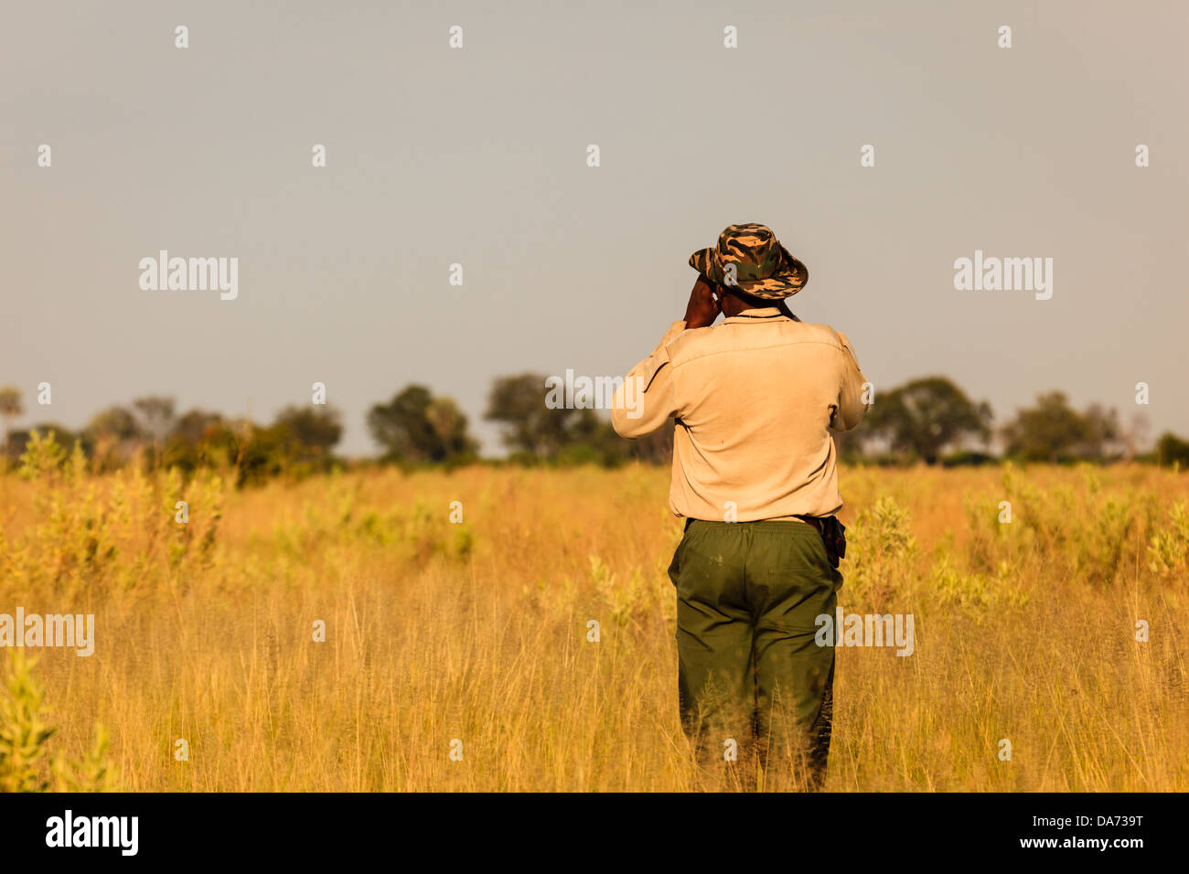 Male Safari guide scans grasslands and trees to identify birds or ...
