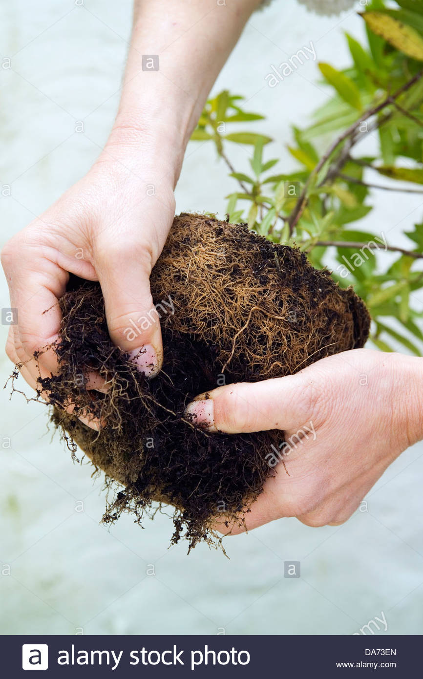 Pot Bound Plant Stock Photos & Pot Bound Plant Stock Images - Alamy